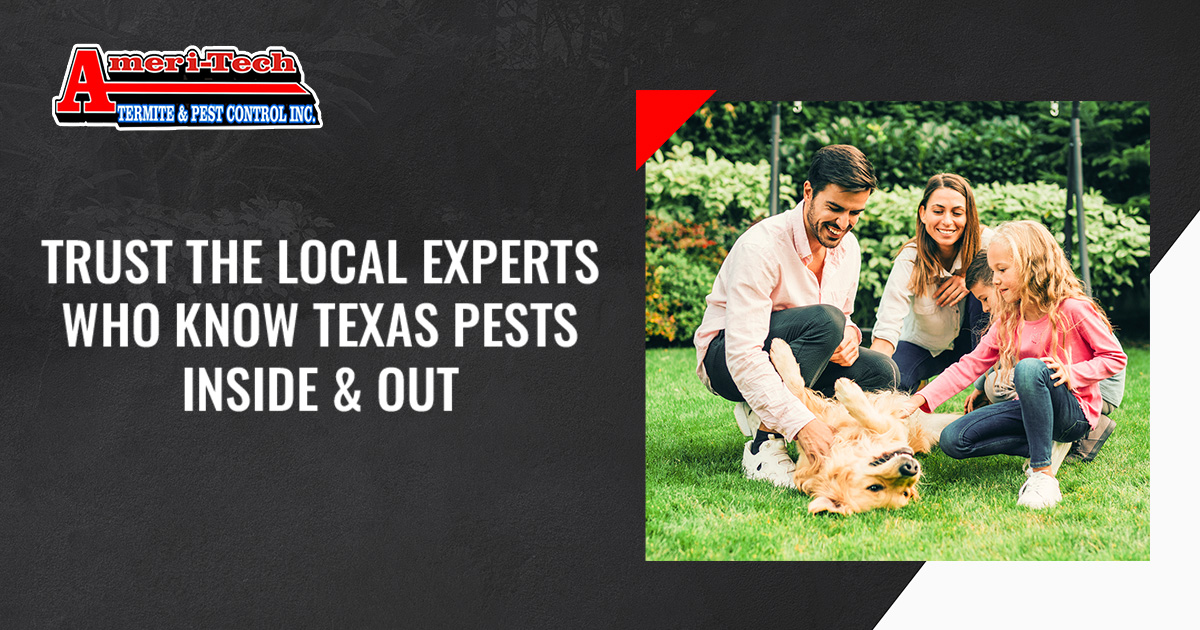 Pest Control in Dallas Fort Worth Metropolex | Ameritech Pest